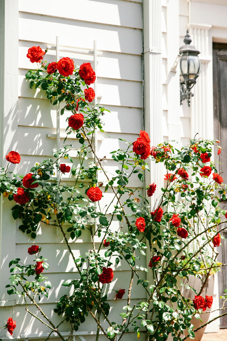 Deluxe 394 Provincial: The Storm Door Guy's Essential Insights for ...